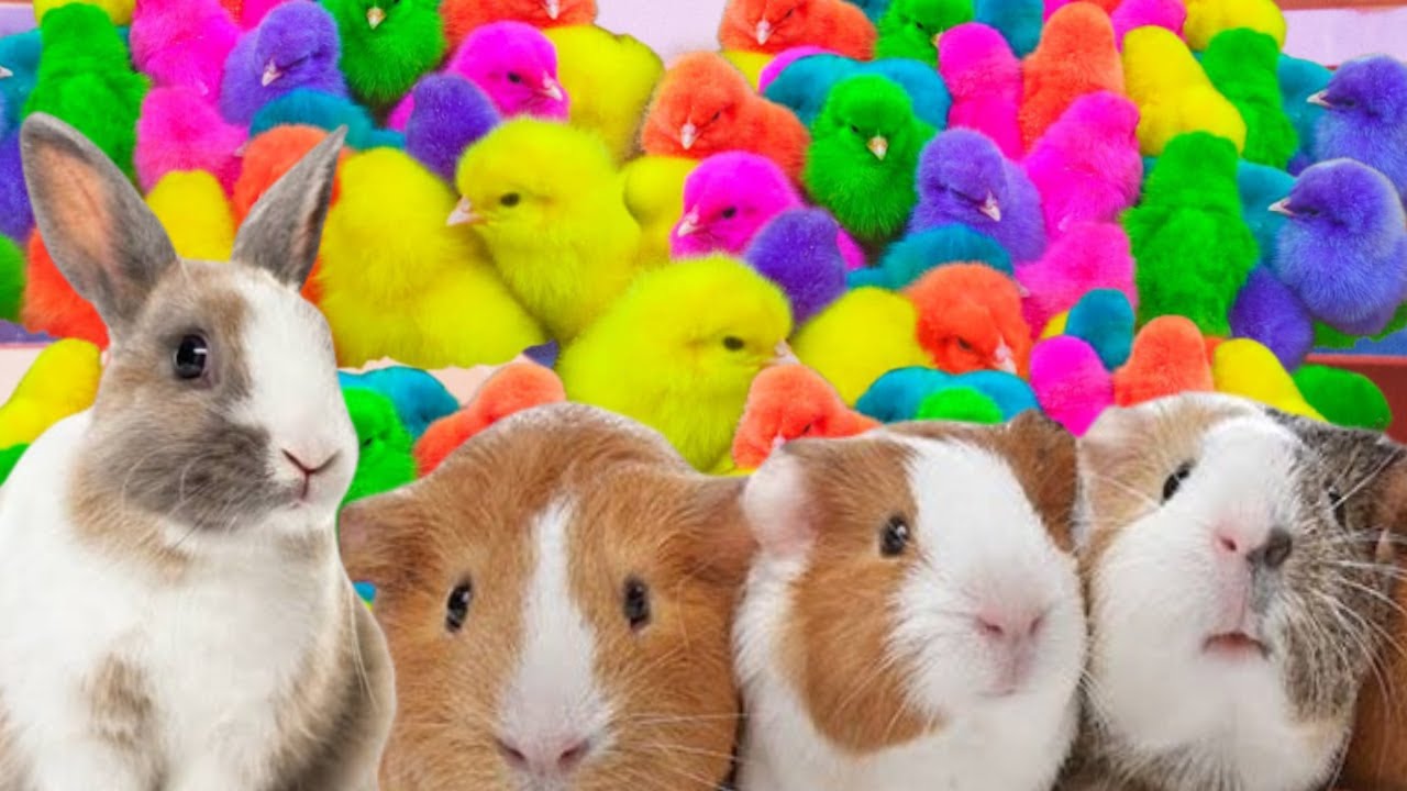 Let's Collect Cute animals - YouTube