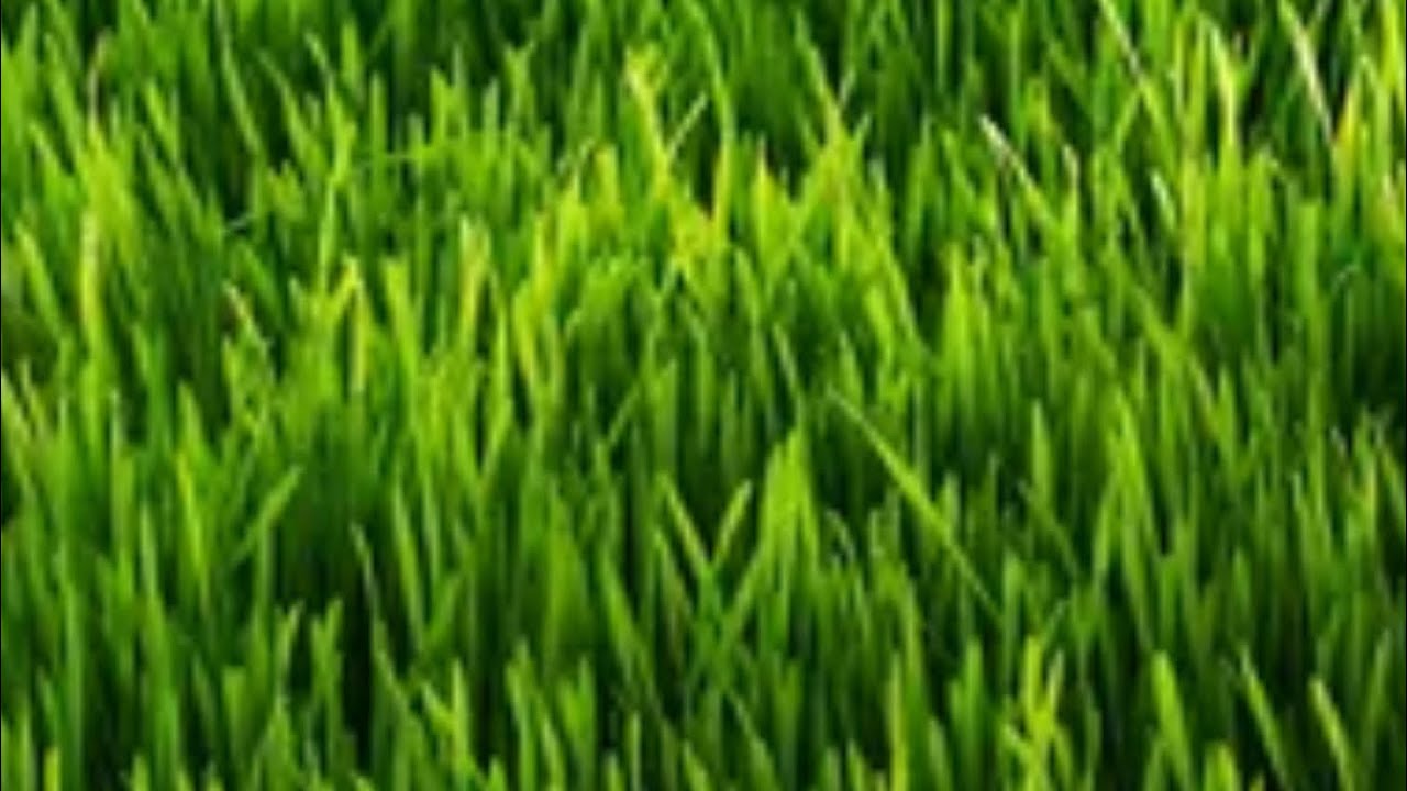 Watch grass grow with me - YouTube