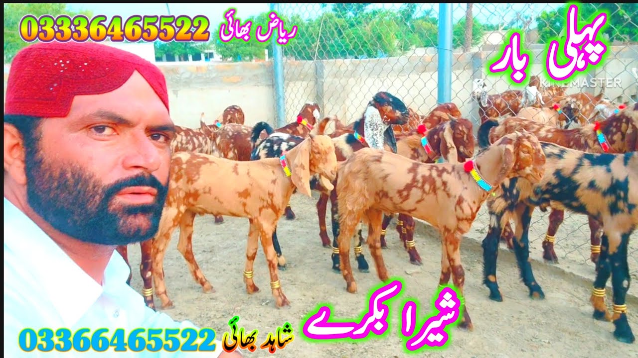 shera print bakry at bismillah goat farm goat farming in Pakistan shera ...