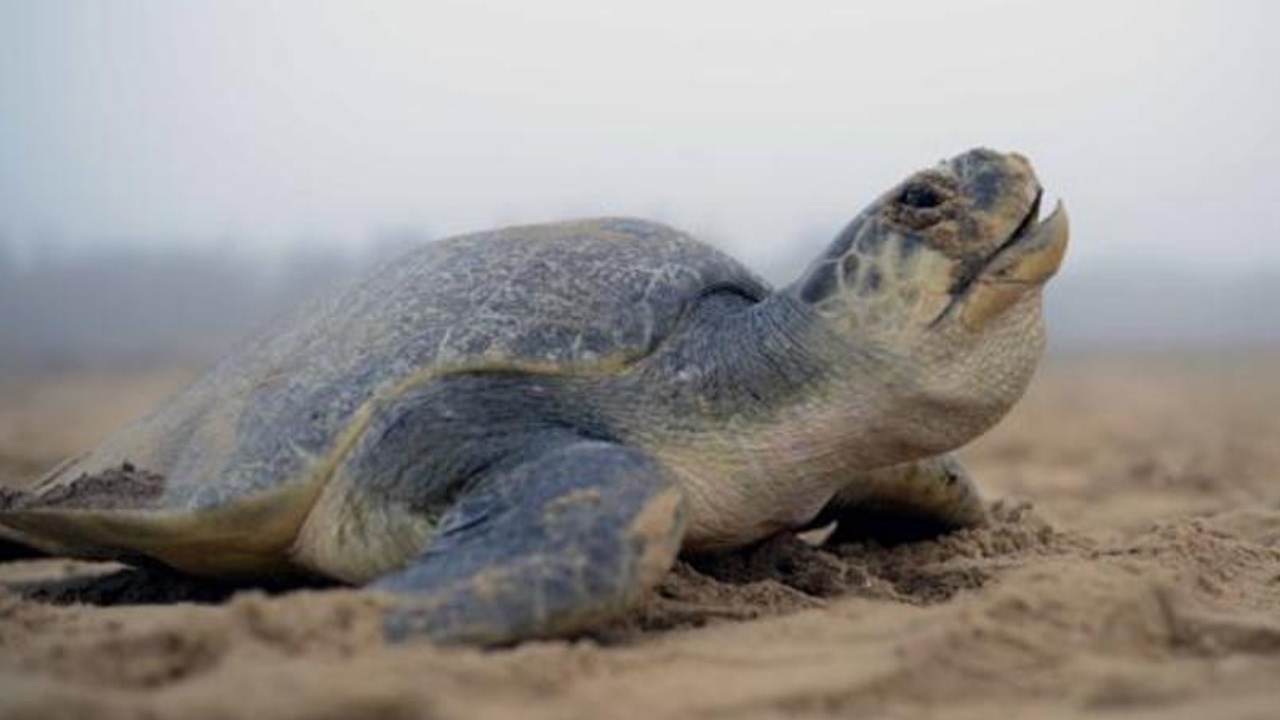 Gahirmatha Marine Sanctuary Marks Record Egg Nesting of Olive Ridley ...