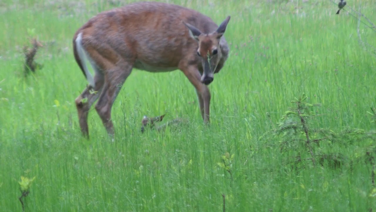 Second deer's twin birth, part 1 - YouTube
