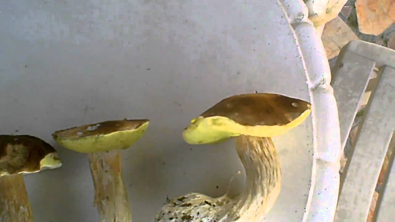 Champignon cèpe de Bordeaux - YouTube
