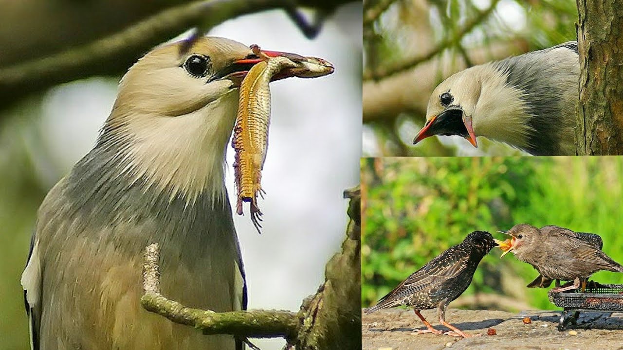 red-billed starling (Spodiopsar sericeus) is a species of starling in ...