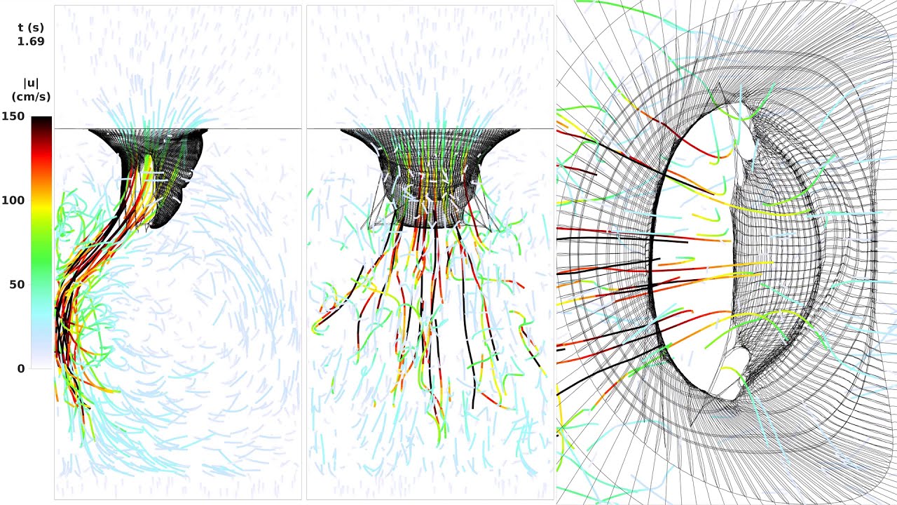 M5 Mitral valve simulation, low pressure 10x slow motion - YouTube