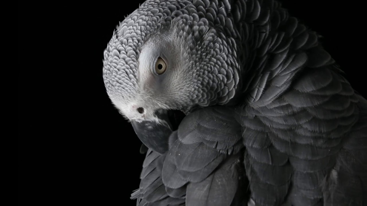 African Grey Parrot Preening - YouTube