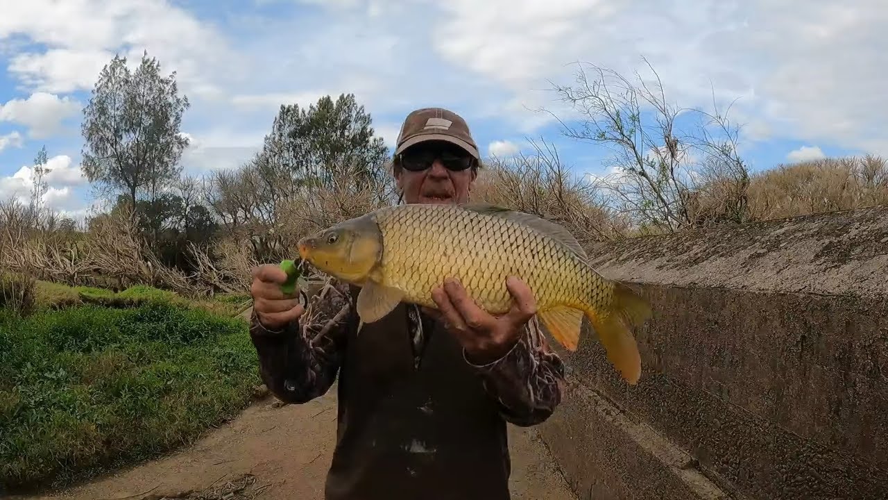 SPORT Fish OR Not. (Great Australian Carp Debate part 2) - YouTube
