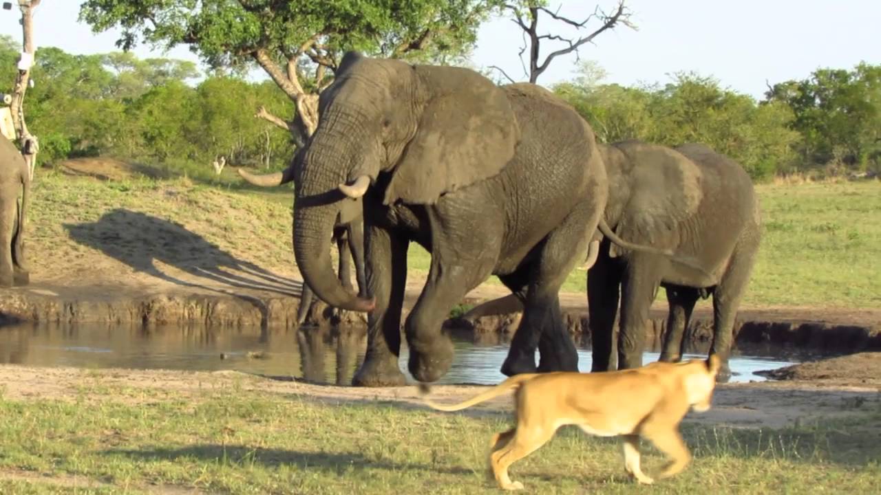 Elephants chase lions around Nkorho Pan! - YouTube