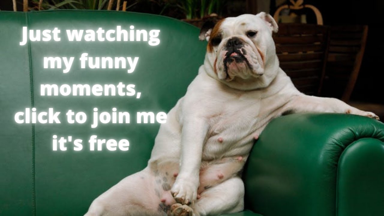 This Ultimate Funny Dog Video Compilation | Funny Pet Videos. Try Not ...