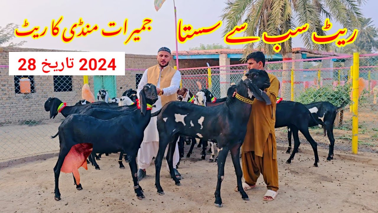 Betal bakri 45000 mein 28 2024 / 6 kilo Dudhwali bakriyan acchi nasl ki ...