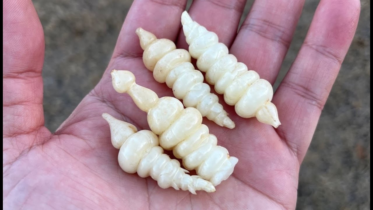 Planting Chinese Artichoke (Crosne) and Taste Test - YouTube