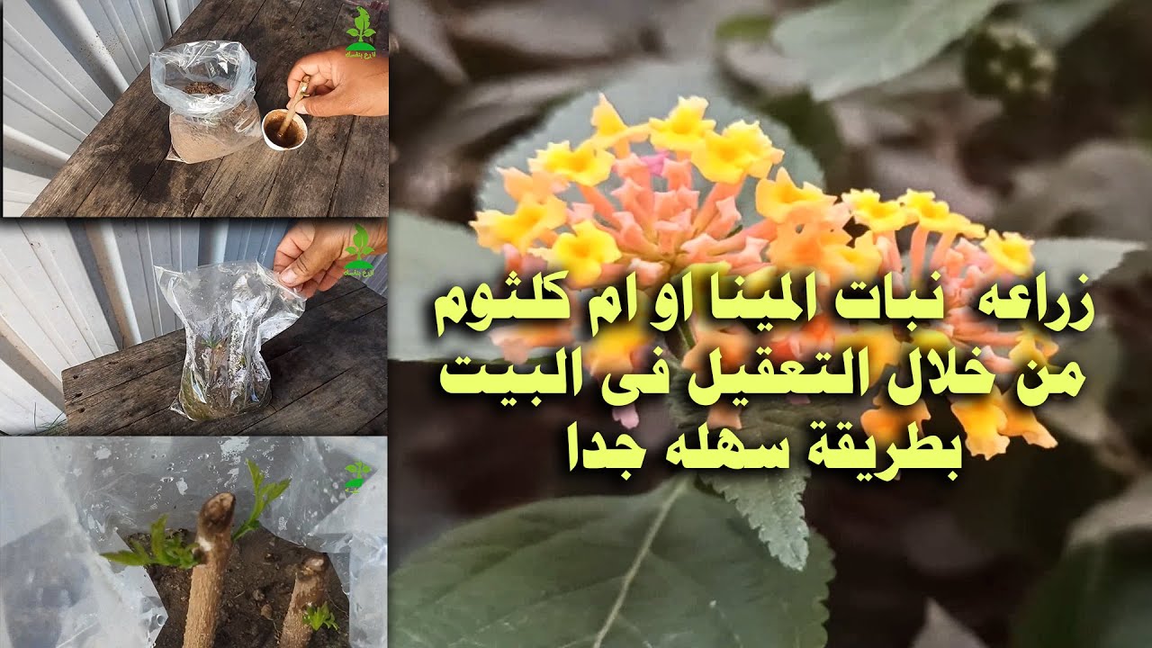 زراعه نبات المينا او ام كلثوم من خلال التعقيل فى البيت بطريقة سهله جدا ...