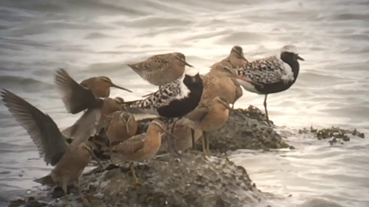 Godwit Days - YouTube