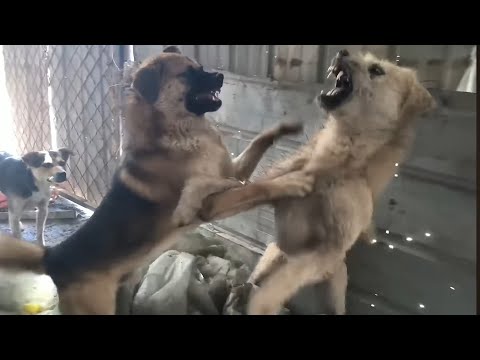 King charles vs Rocky || Round 2 || How Charles became King 