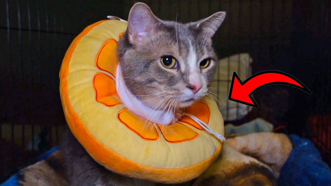 This Adorable Soft Kitty Cone Will Keep Your Cat Safe! - YouTube