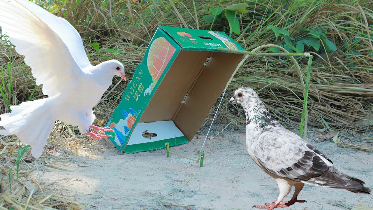 New Creative To You! Best Pigeon Trap By Using Cardboard Box | How To ...