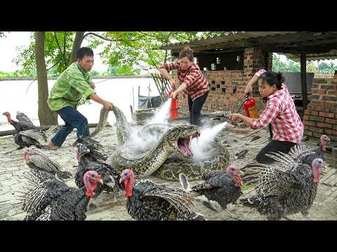 72 Horas de Pánico😱Pitón Gigante Mata un Pavo - ¡Rescate Urgente en la Granja! | Trinh's Rural Life