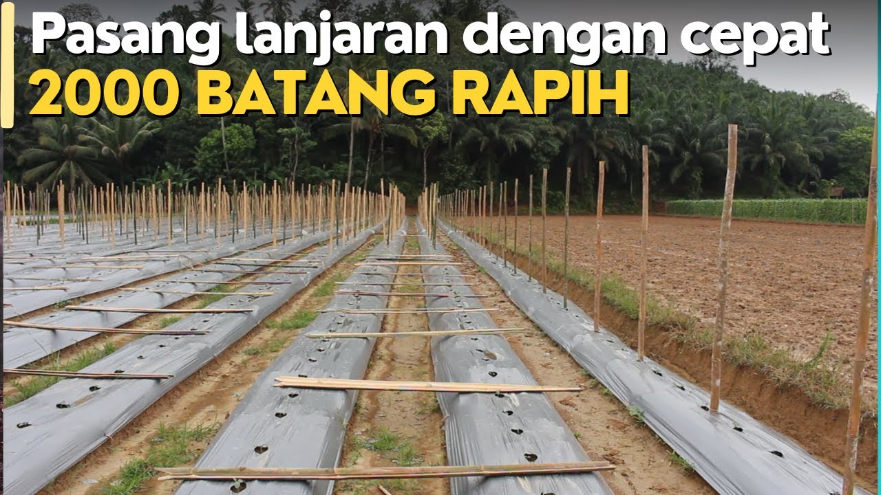 Tutorial / cara pemasangan lanjaran 2000 batang dengan cepat -- sebelum ...