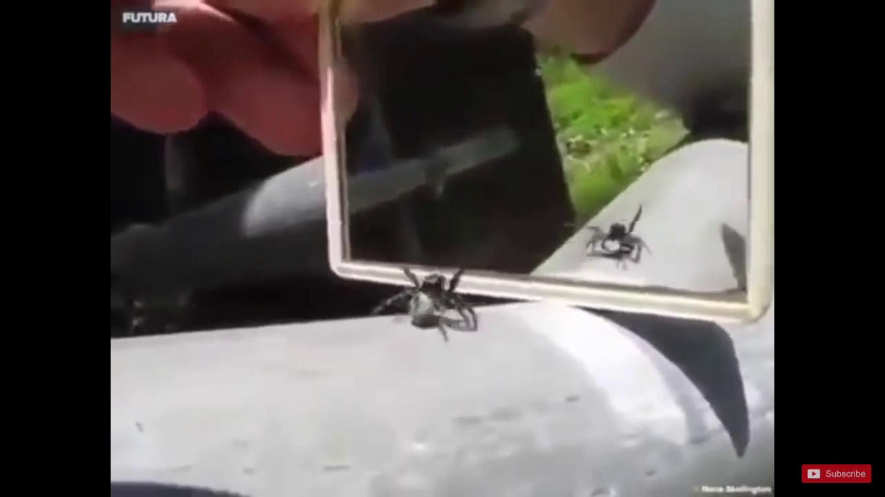 Spider Rave - YouTube