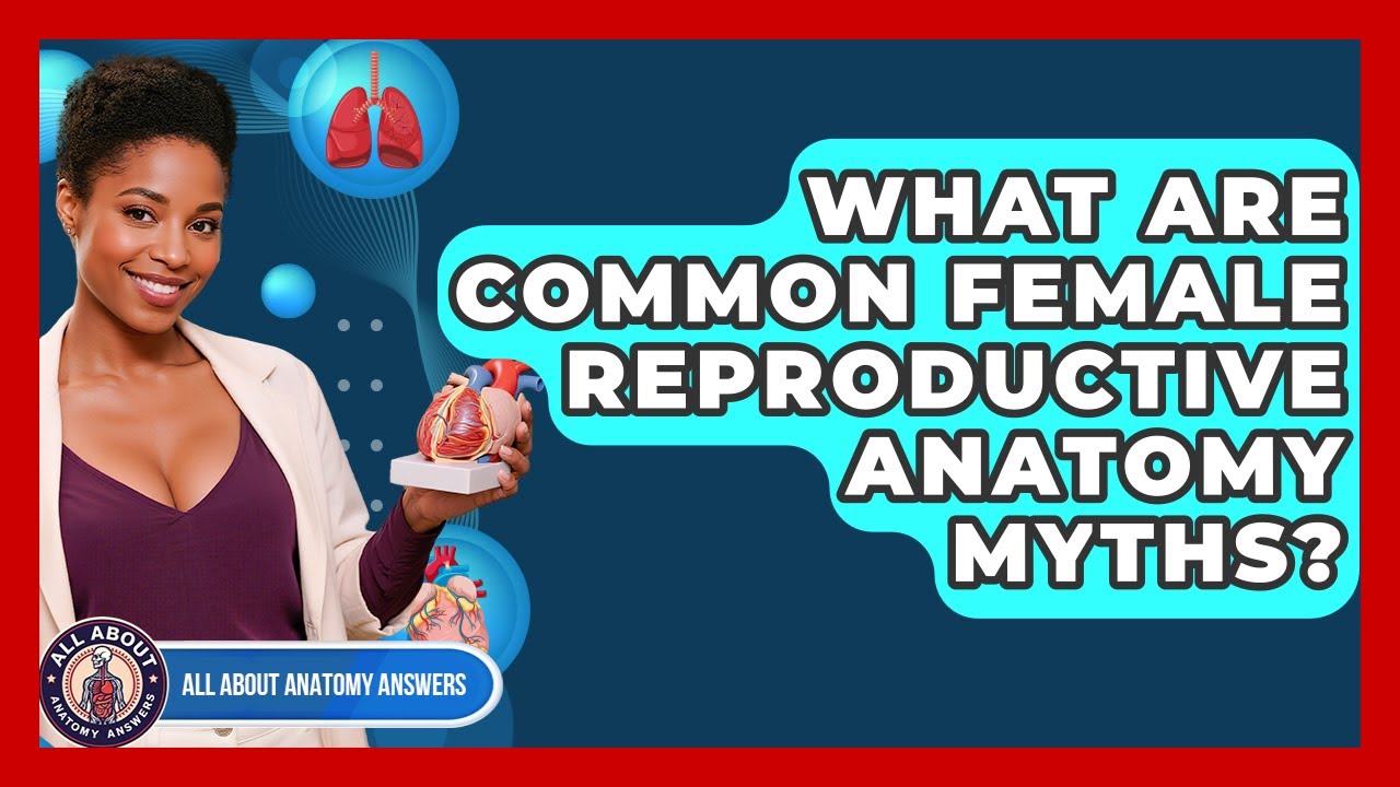 What Are Common Female Reproductive Anatomy Myths? - All About Anatomy ...
