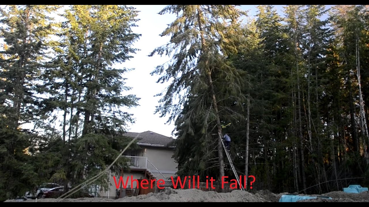 Our house construction. Tall tree down. First materials on site - YouTube