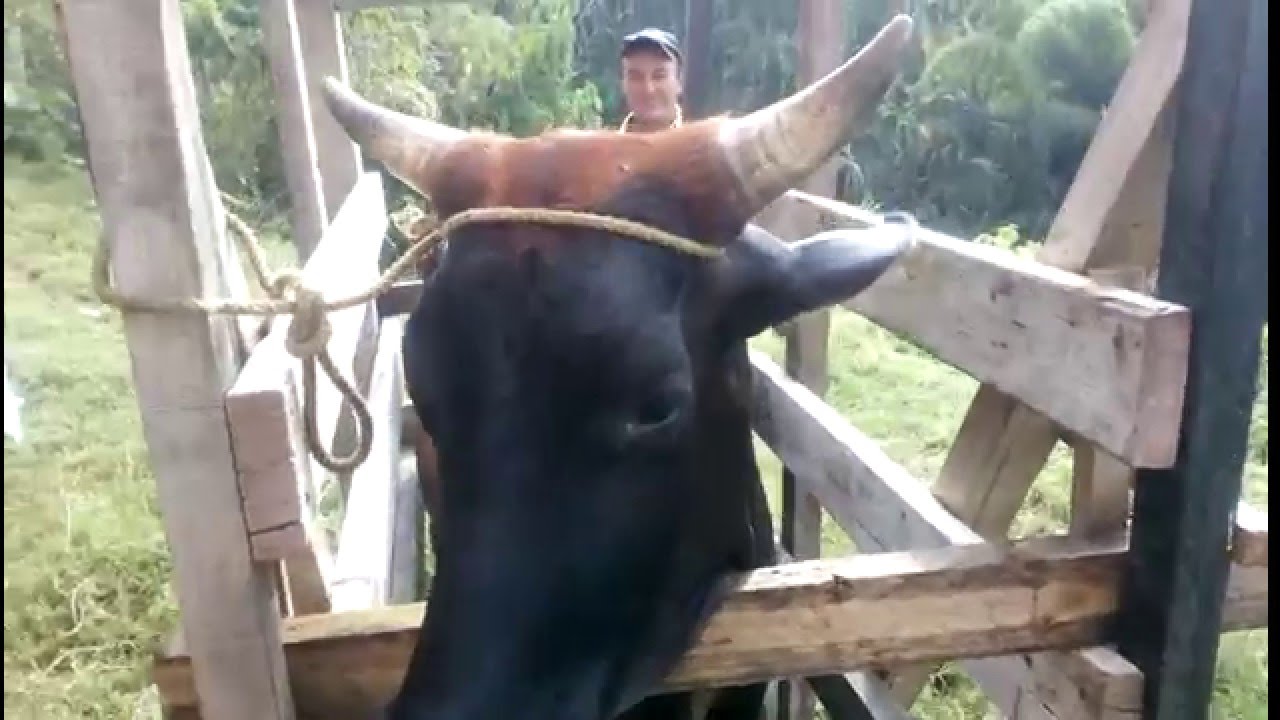 Embudo de inseminación - YouTube