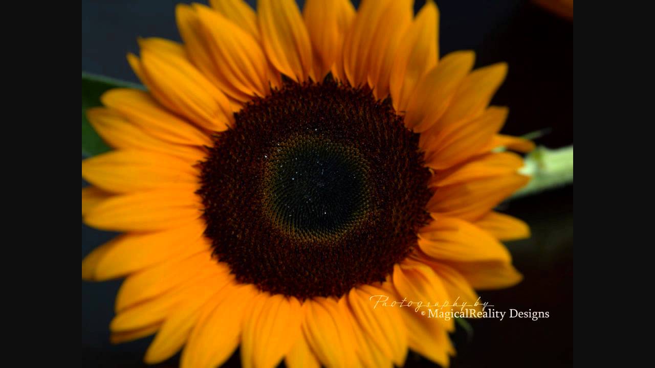 Olympus E-410 Natura Shots Part 1 (MagicalReality Designs)