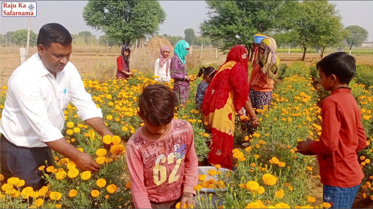 Village Farm Tour Rajasthan | फूलों की खेती | Flower Farming | Shubh ...