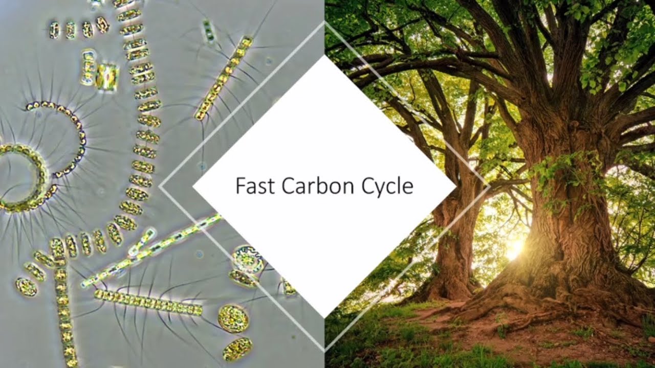 Fast Carbon Cycle (A-Level Geography) - YouTube