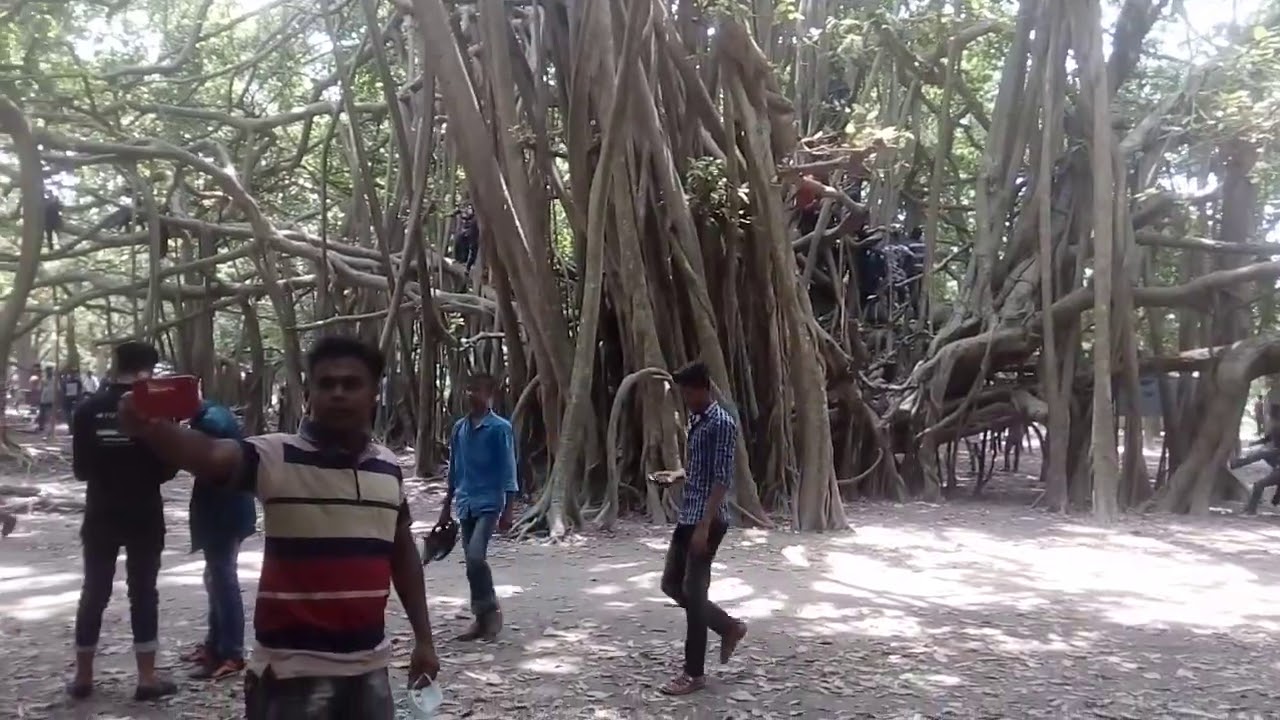Amazing Banian tree - YouTube