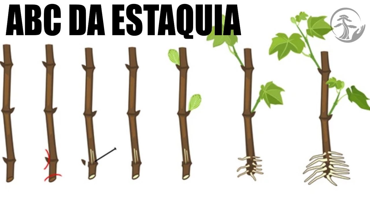 ABC da Estaquia - YouTube