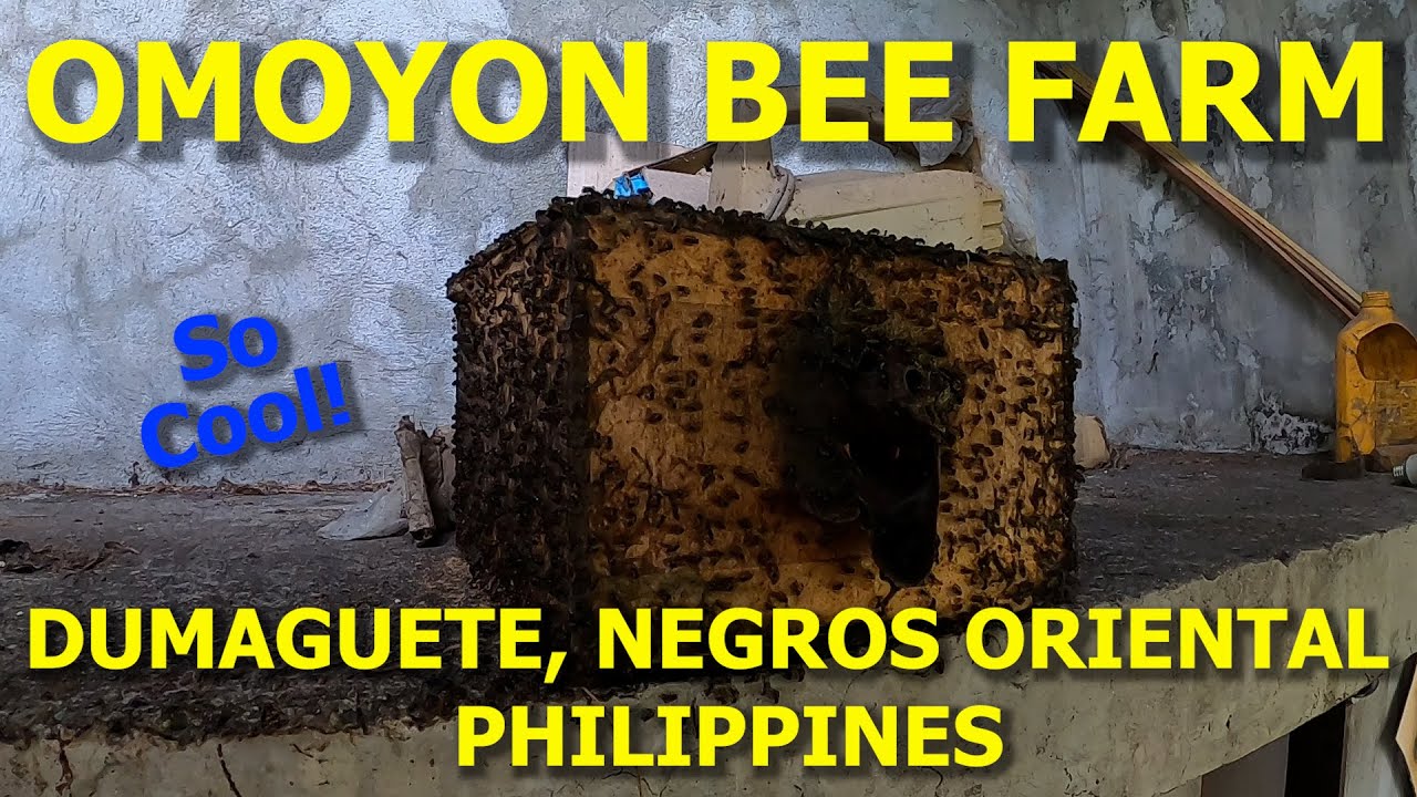 Inside the Fascinating World of Omoyon Bee Farm - YouTube