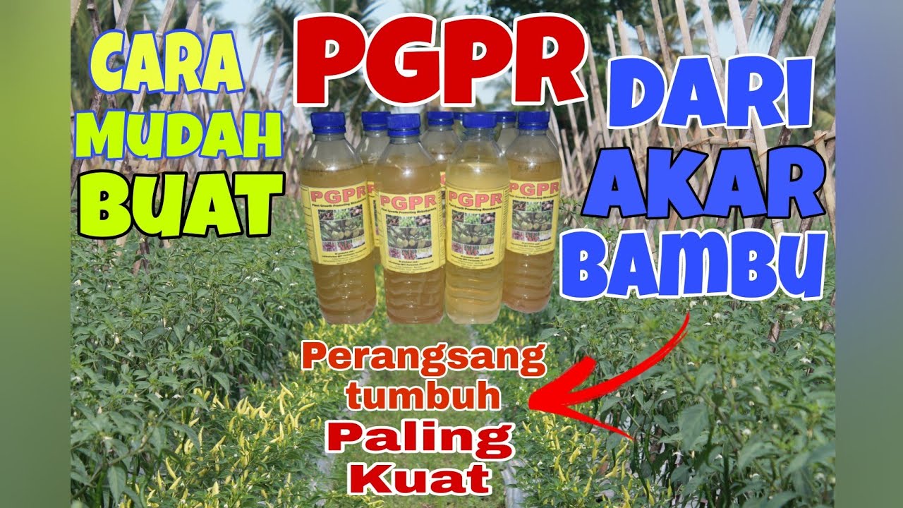 Cara Mudah Membuat PGPR (Plant Growth Promoting Rizobacteria) dari Akar ...