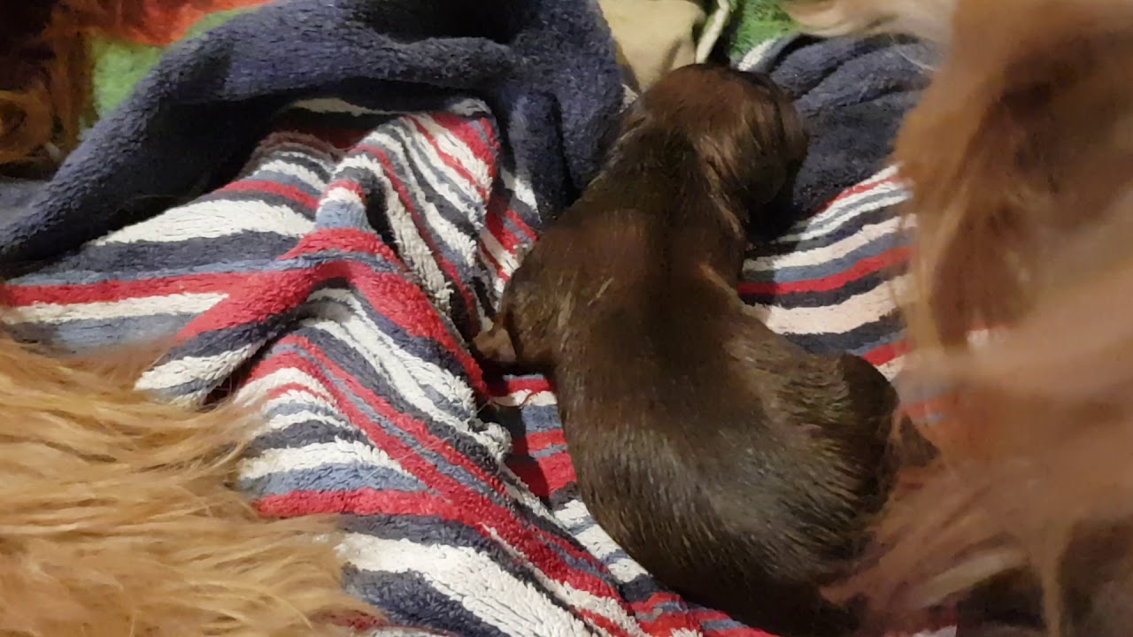 Tonkawa und Ichoni sind Eltern - YouTube