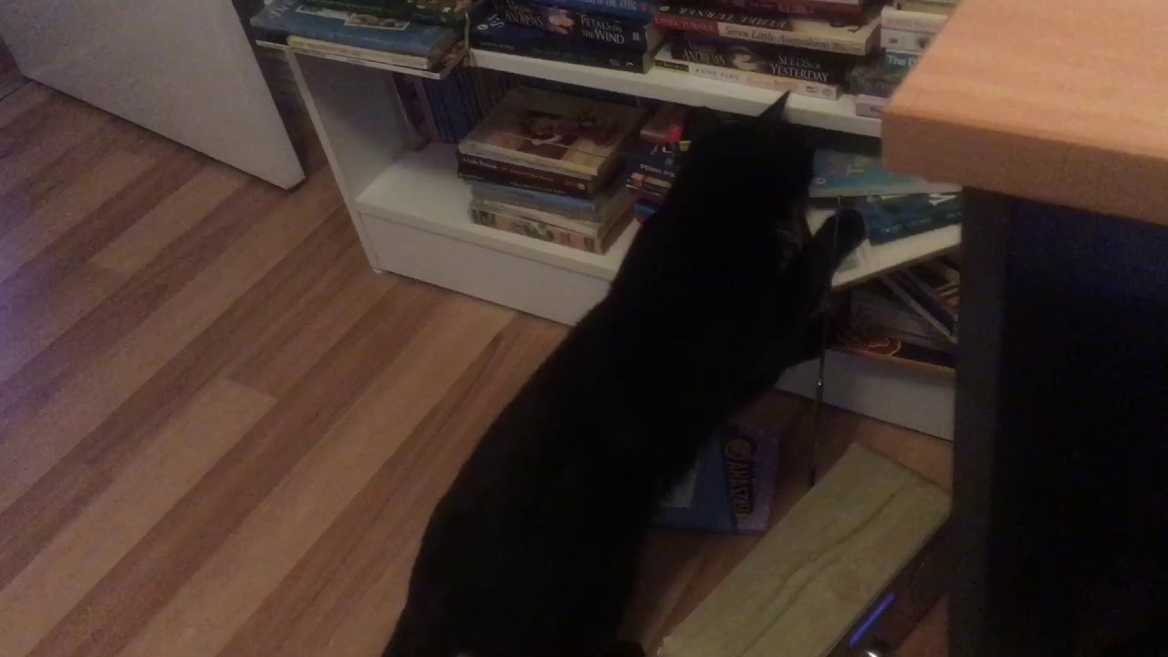 Cat Pulling Books Off Shelf - YouTube
