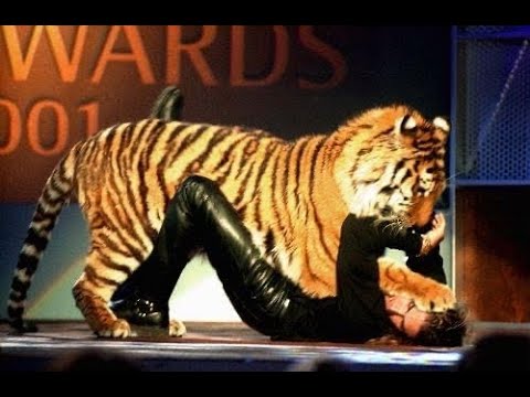 WORLD STUNT AWARDS: TIGER ATTACK - YouTube