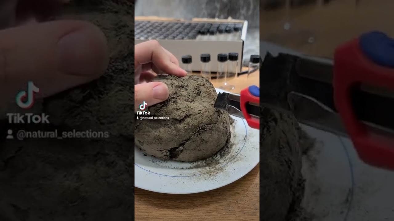Dissecting REAL woolly mammoth poop! - YouTube