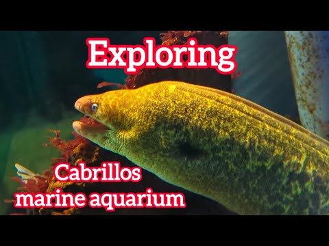 Exploring the wonders of Cabrillo Marine Aquarium - YouTube