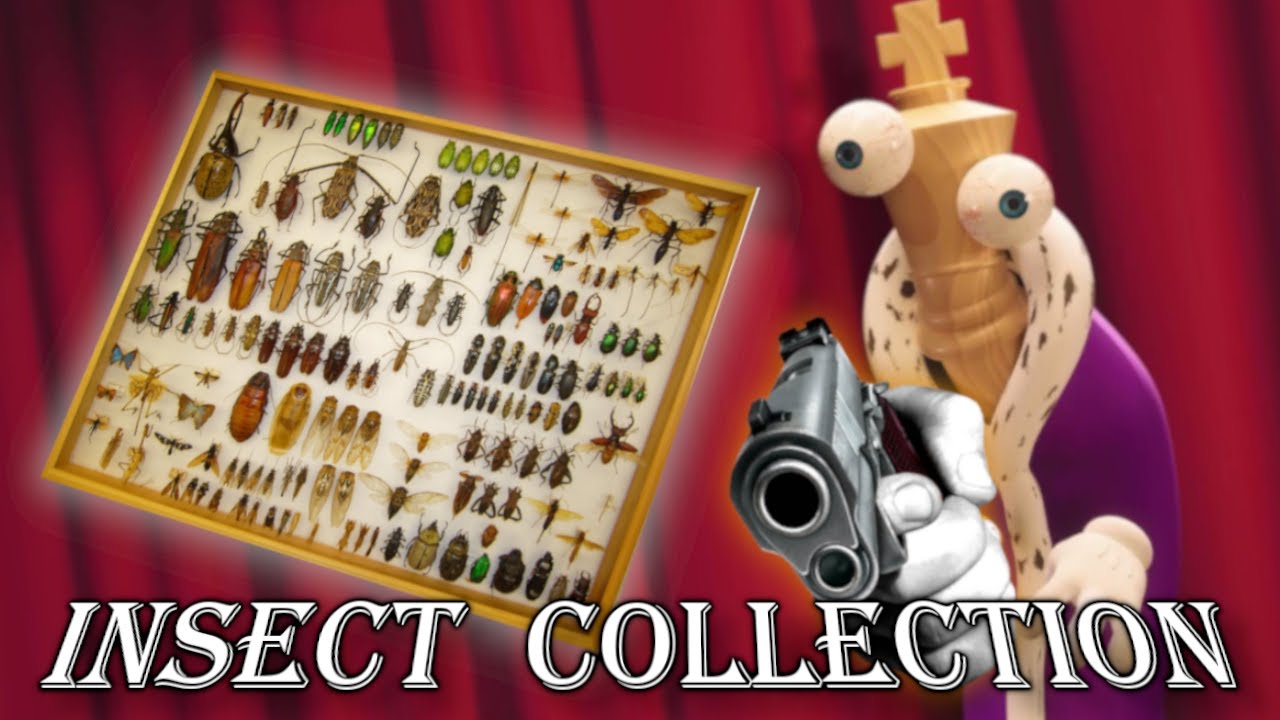 KINGER‘S INSECT COLLECTION - YouTube