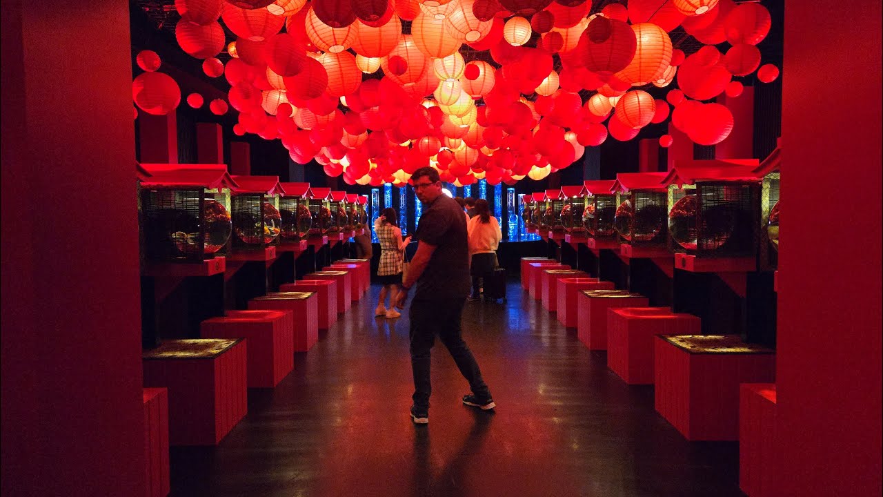 Japan 2024 | Day 8 | Return to Tokyo | Art Aquarium & TeamLab Borderless | - YouTube