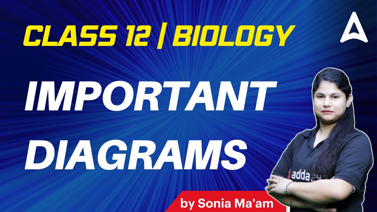 Class 12 | Biology | Most Important Diagrams | By Sonia Ma'am - YouTube