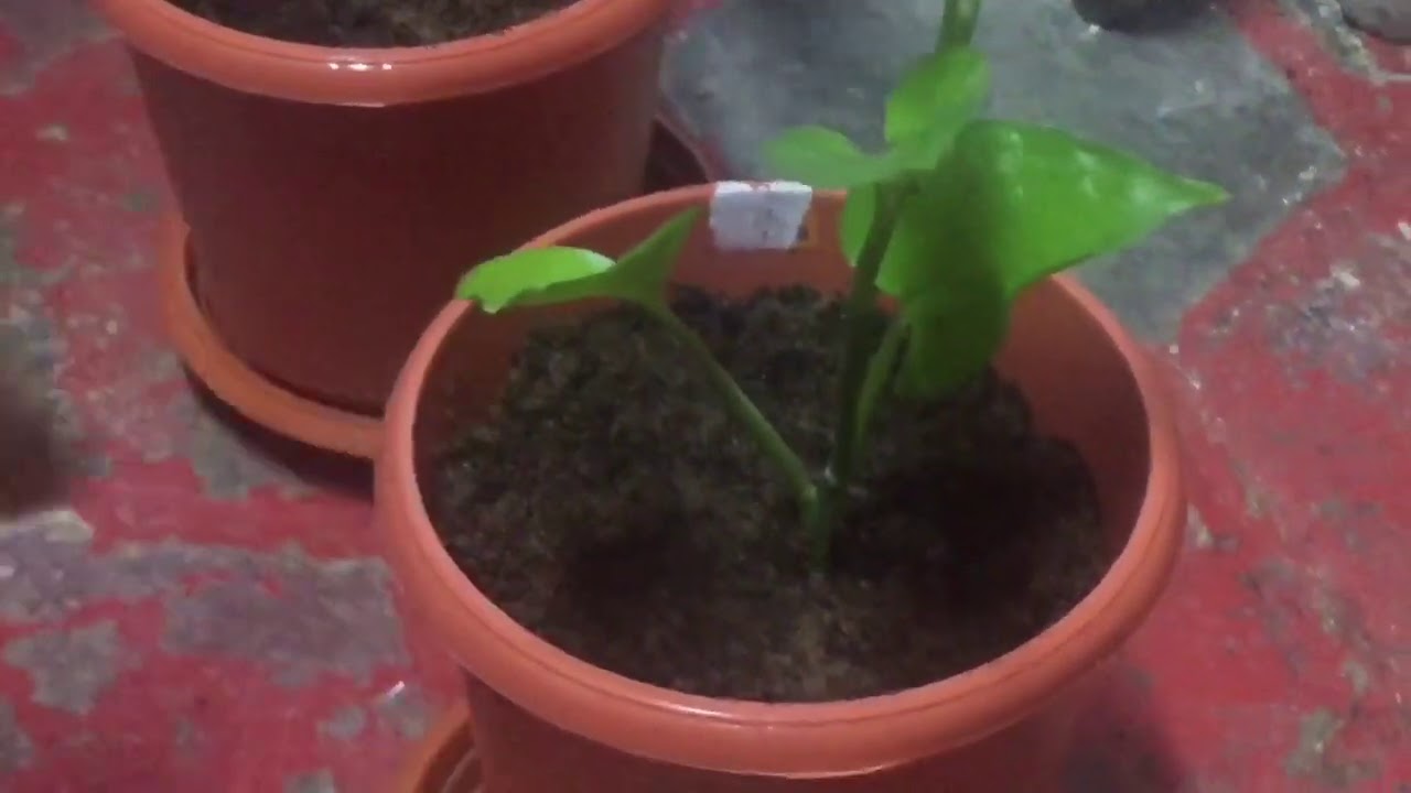 Quick and Easy Tips sa Paglilipat ng Halaman || Paghahalaman - YouTube