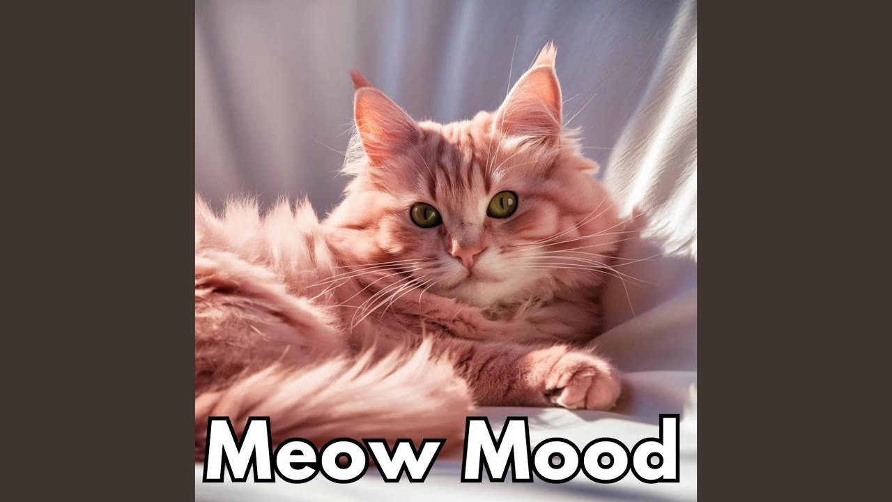 Meow Mood, Pt.116 - YouTube