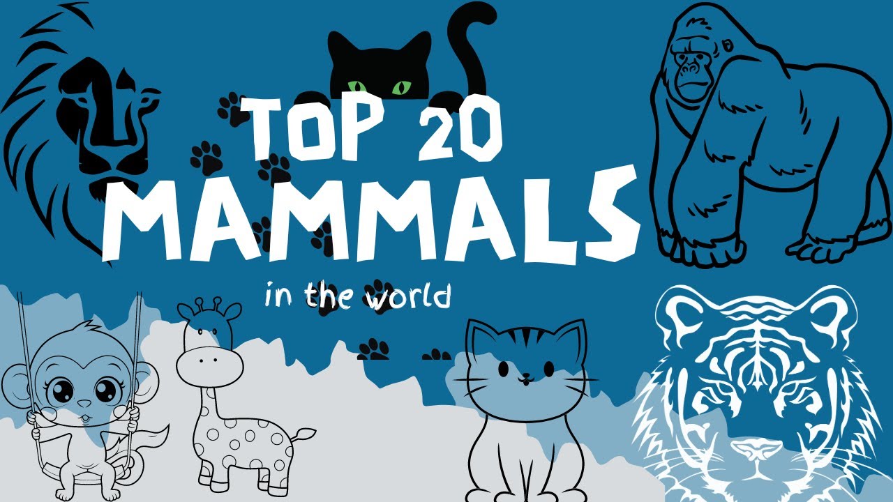 Unveiling the Most Fascinating Mammals: Top 20 Must-See Species - YouTube