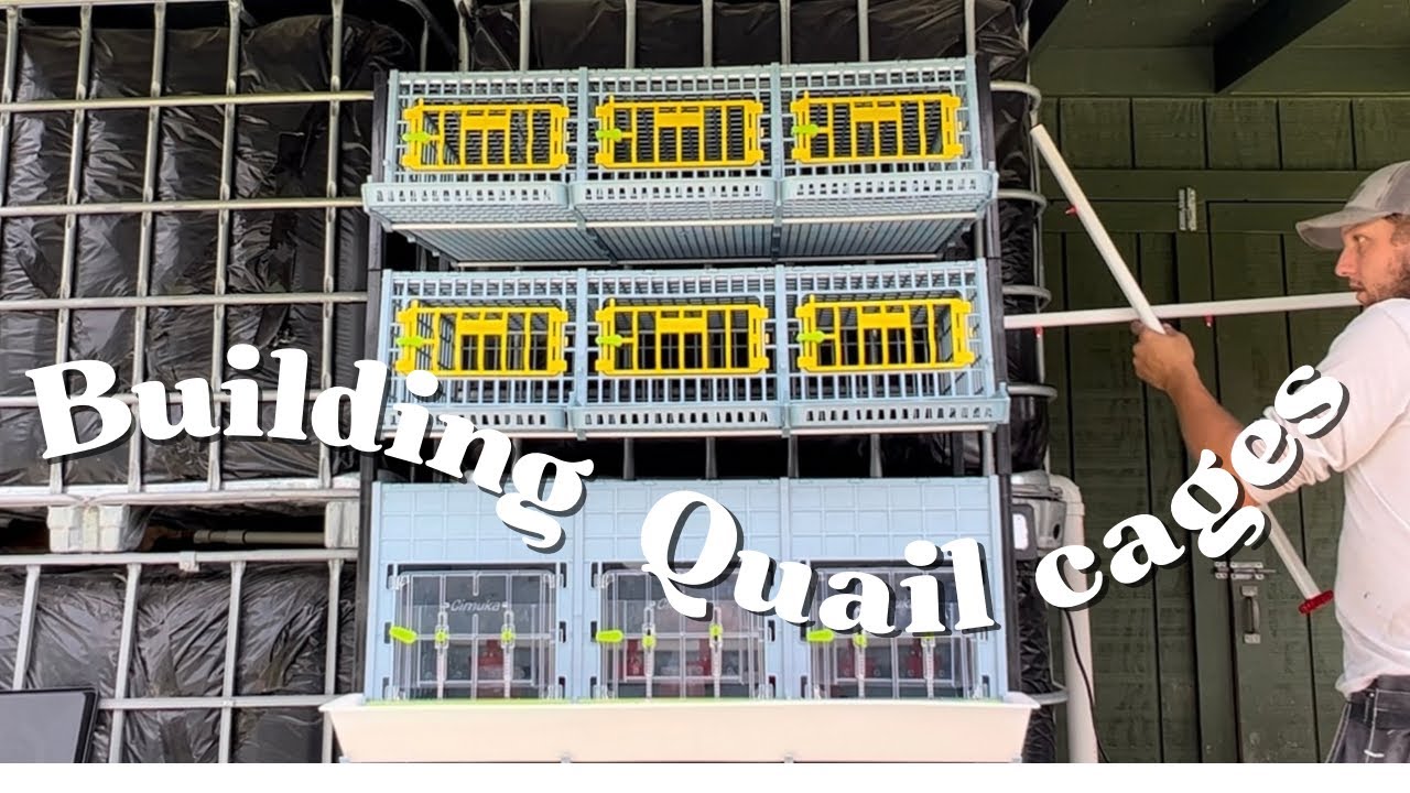 Updating our Cimuka Brooder | Adding Quail Cages | How to add more ...