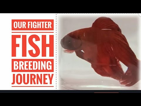 Our Fighter Fish Breeding Journey||Beta Fish Breeding at Home||First ...