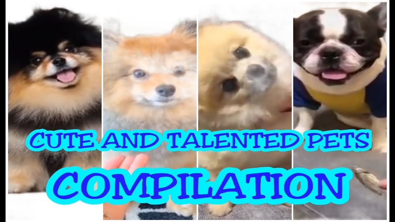 CUTE AND TALENTED PETS COMPILATION - YouTube