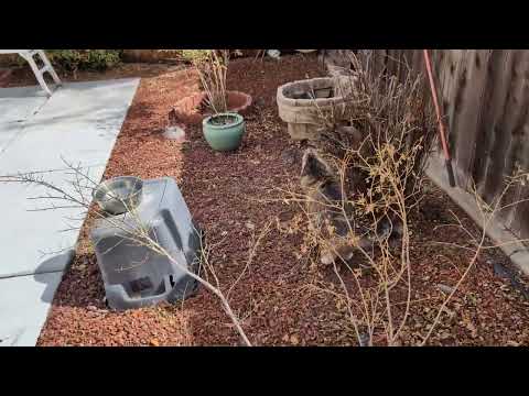 Slinky The Cat - YouTube
