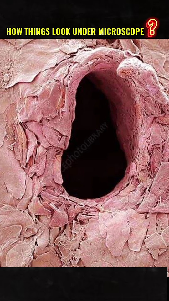 how things look under microscope🔬| #facts #shorts - YouTube