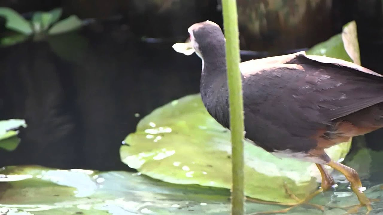 Olympus E-P3 Movie Sample #3 (Birds feeding her kids, handheld)
