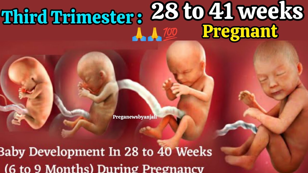 Third trimester::28 to 41 weeks pregnant and the Baby Development in ...